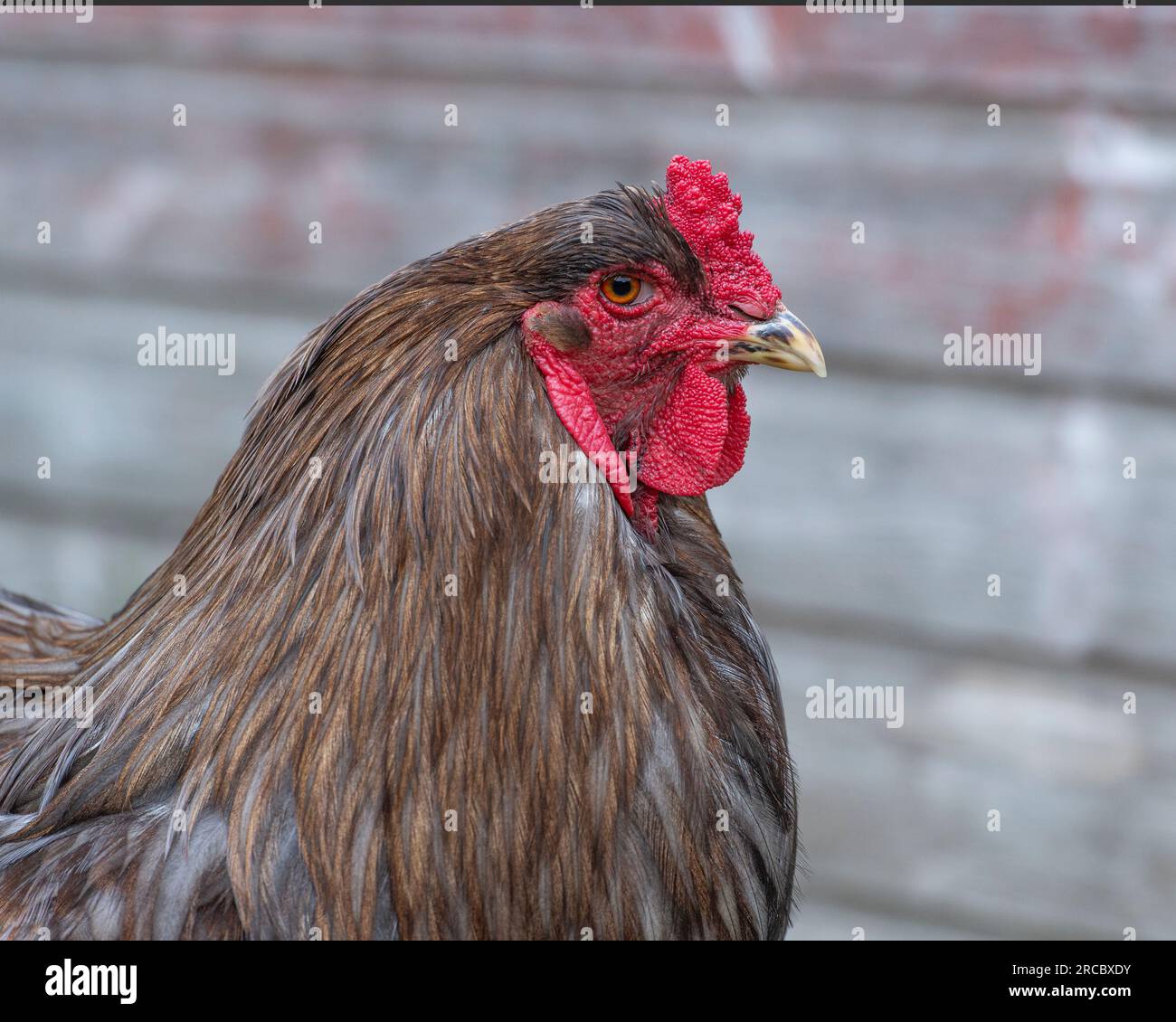 Blue brahma Cockerel Stock Photo - Alamy