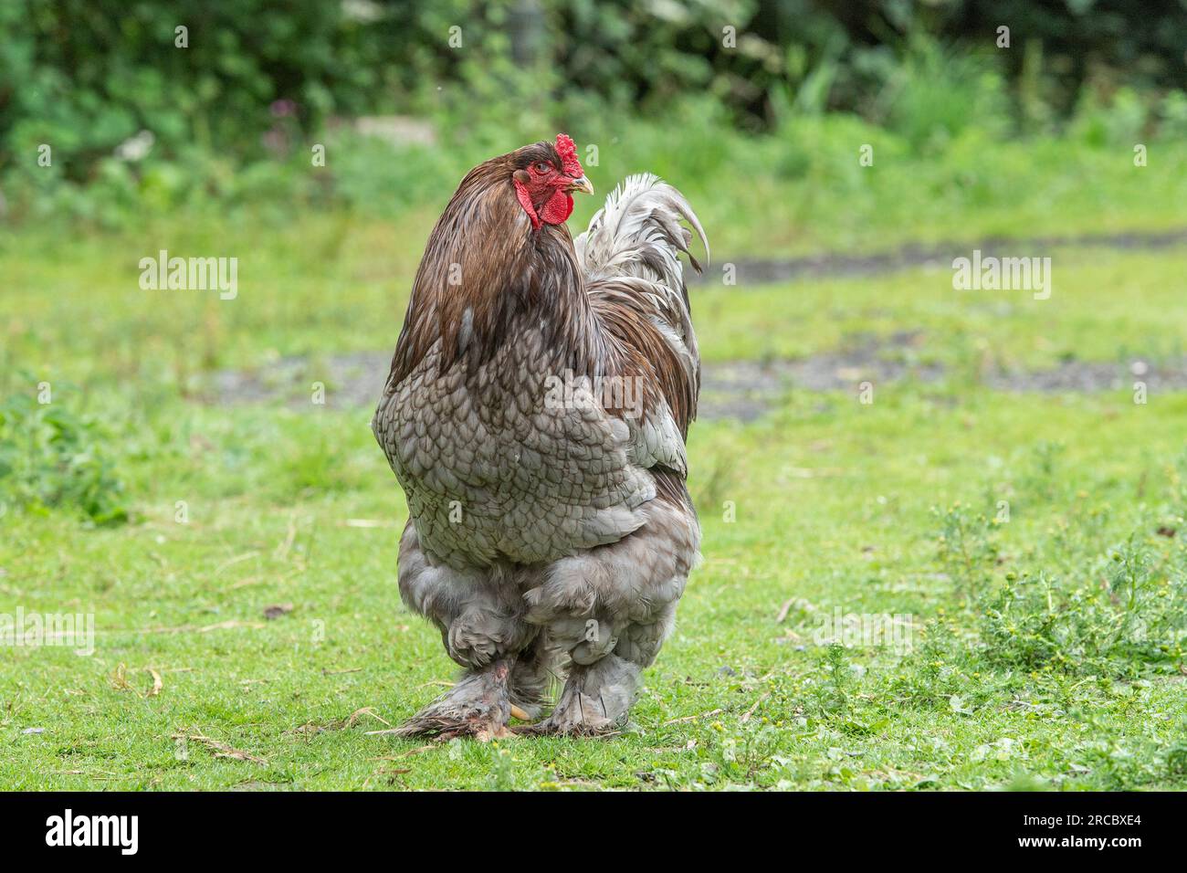 Blue brahma Cockerel Stock Photo - Alamy