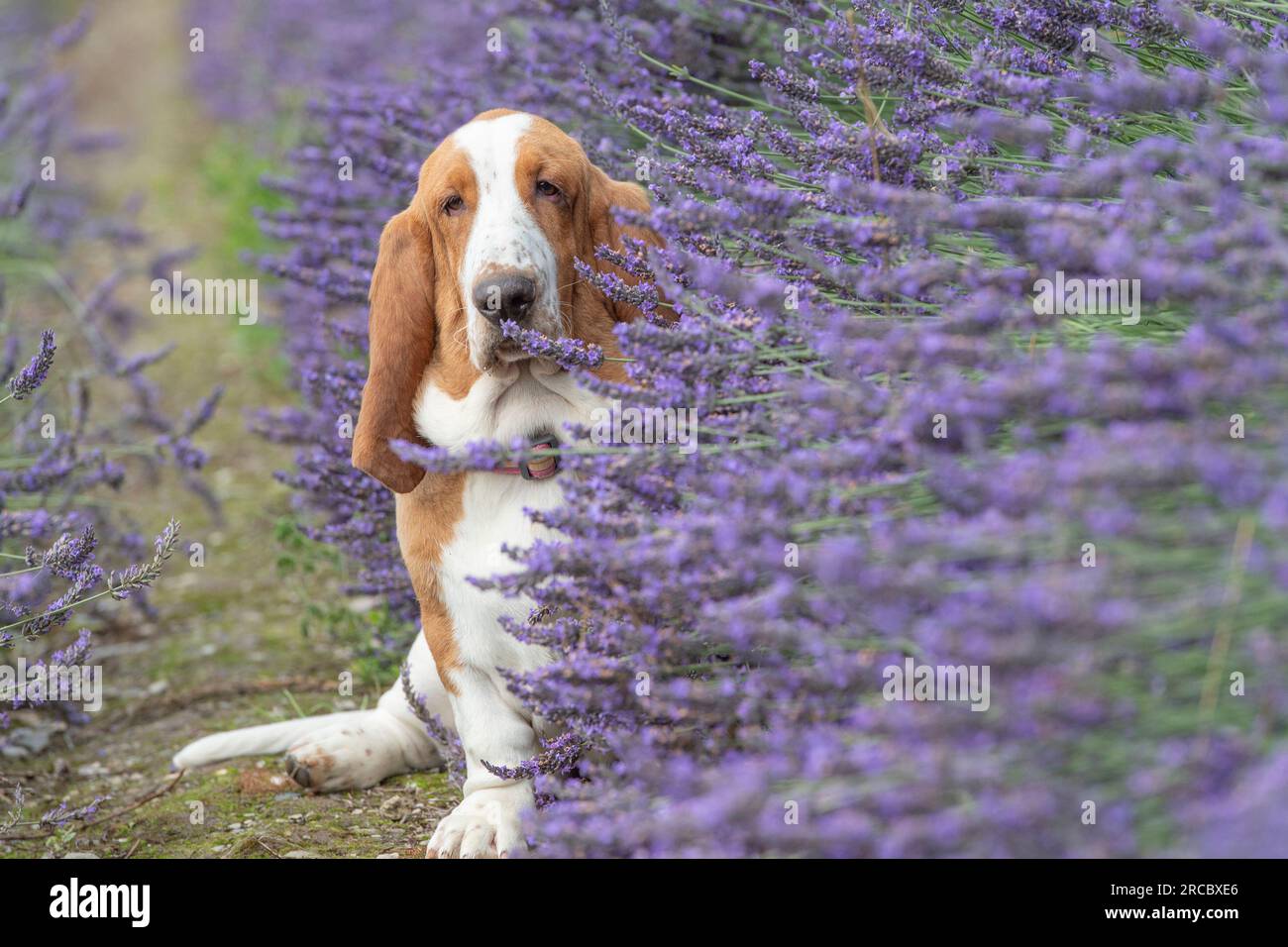 Female basset hound in hi-res stock photography and images - Alamy