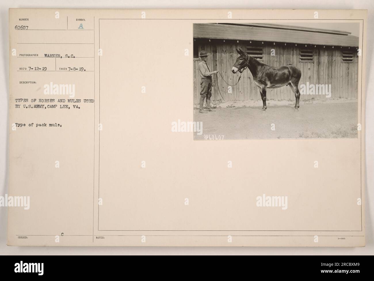 Photograph of various types of horses and mules used by the U.S. Army ...