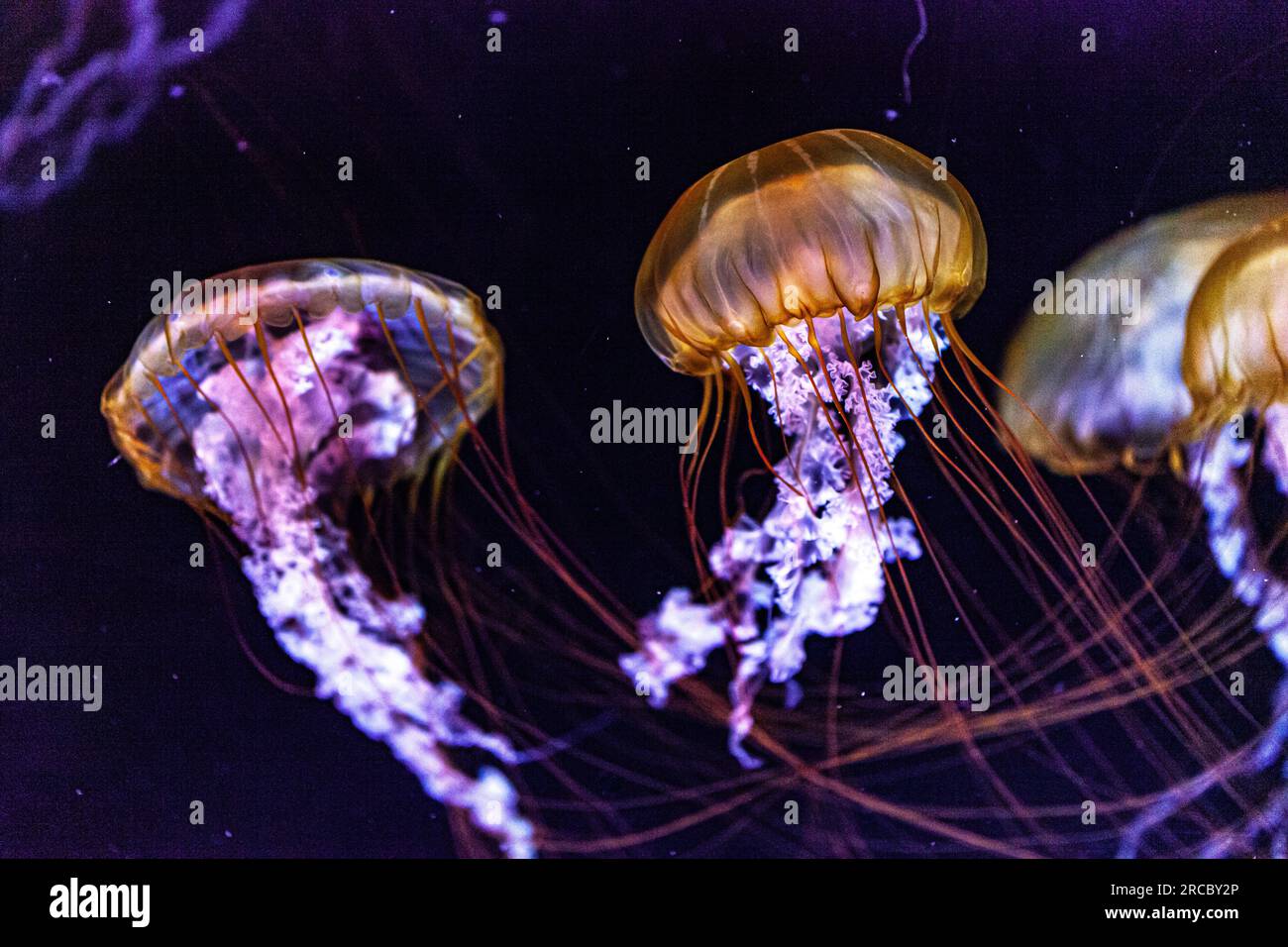 Freshwater jellyfish jelly fish hi-res stock photography and images - Alamy