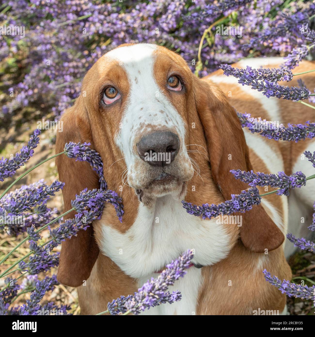 Basset Hound. dog sitting in lavender Stock Photo - Alamy