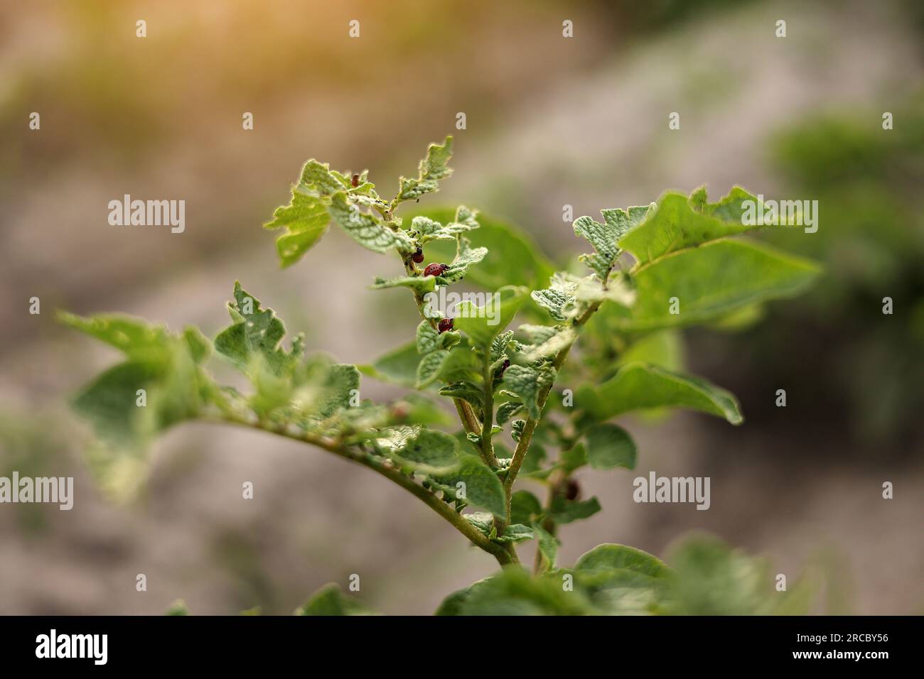 Colorado potato beetle, Leptinotarsa decemlineata, in potato leaves ...