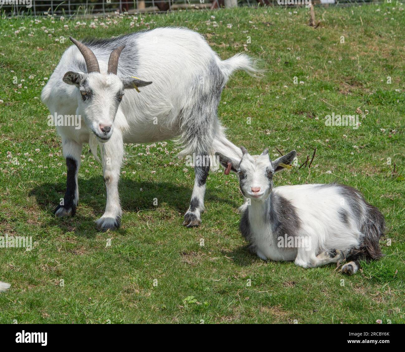 Baby goat mother hi-res stock photography and images - Alamy