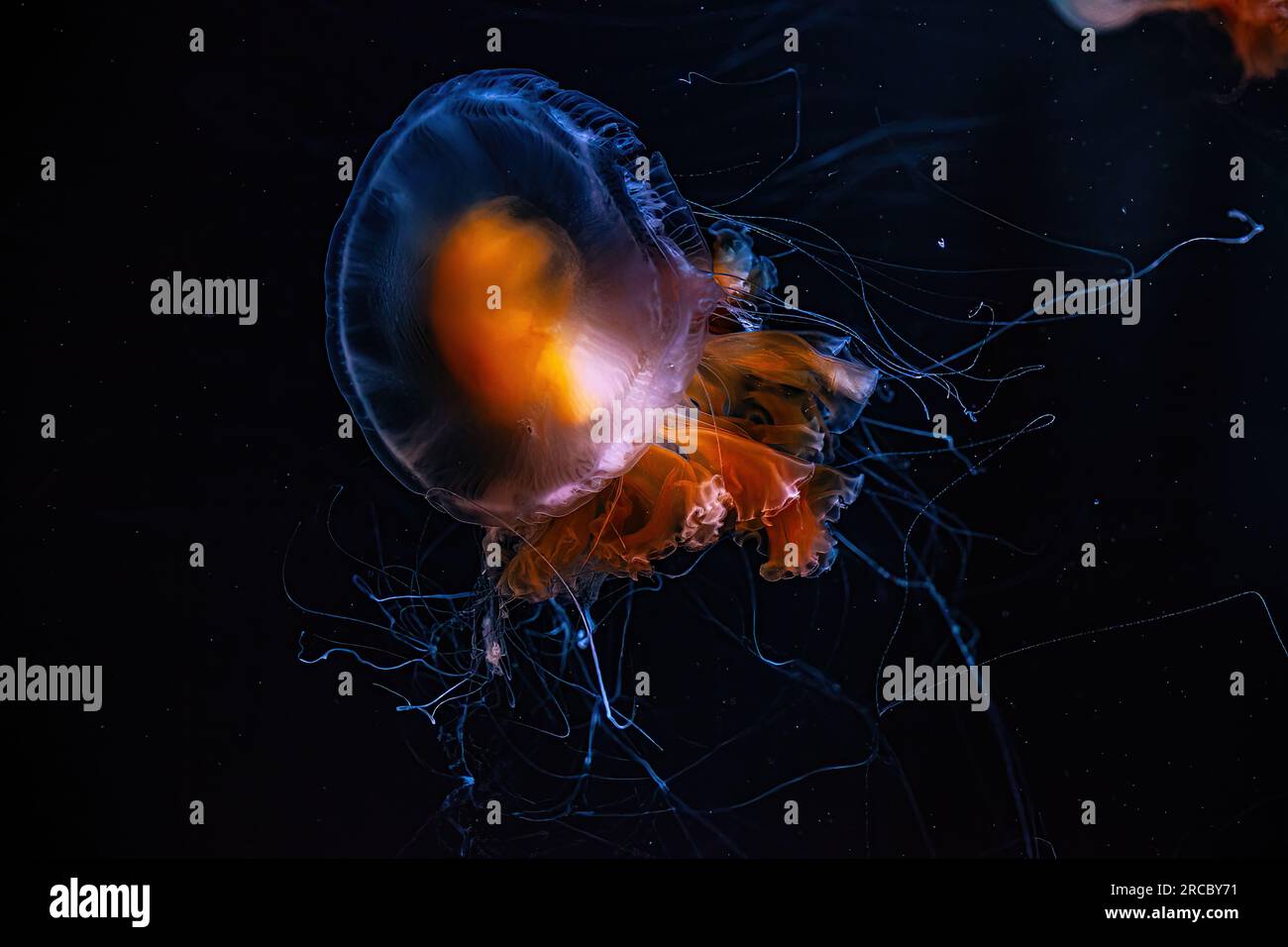Freshwater jellyfish jelly fish hi-res stock photography and images - Alamy