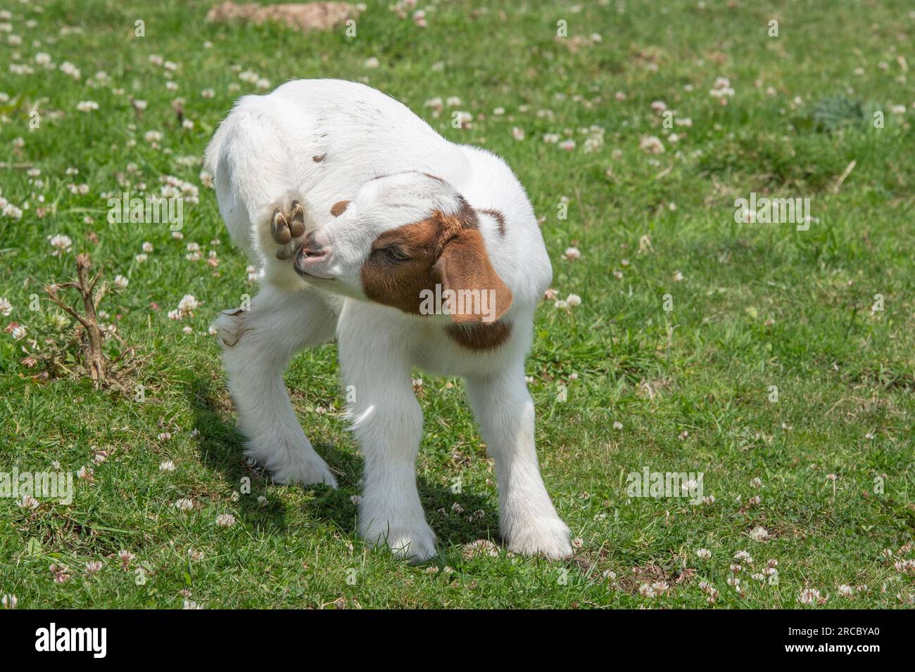 Boer goat kid Stock Photo - Alamy