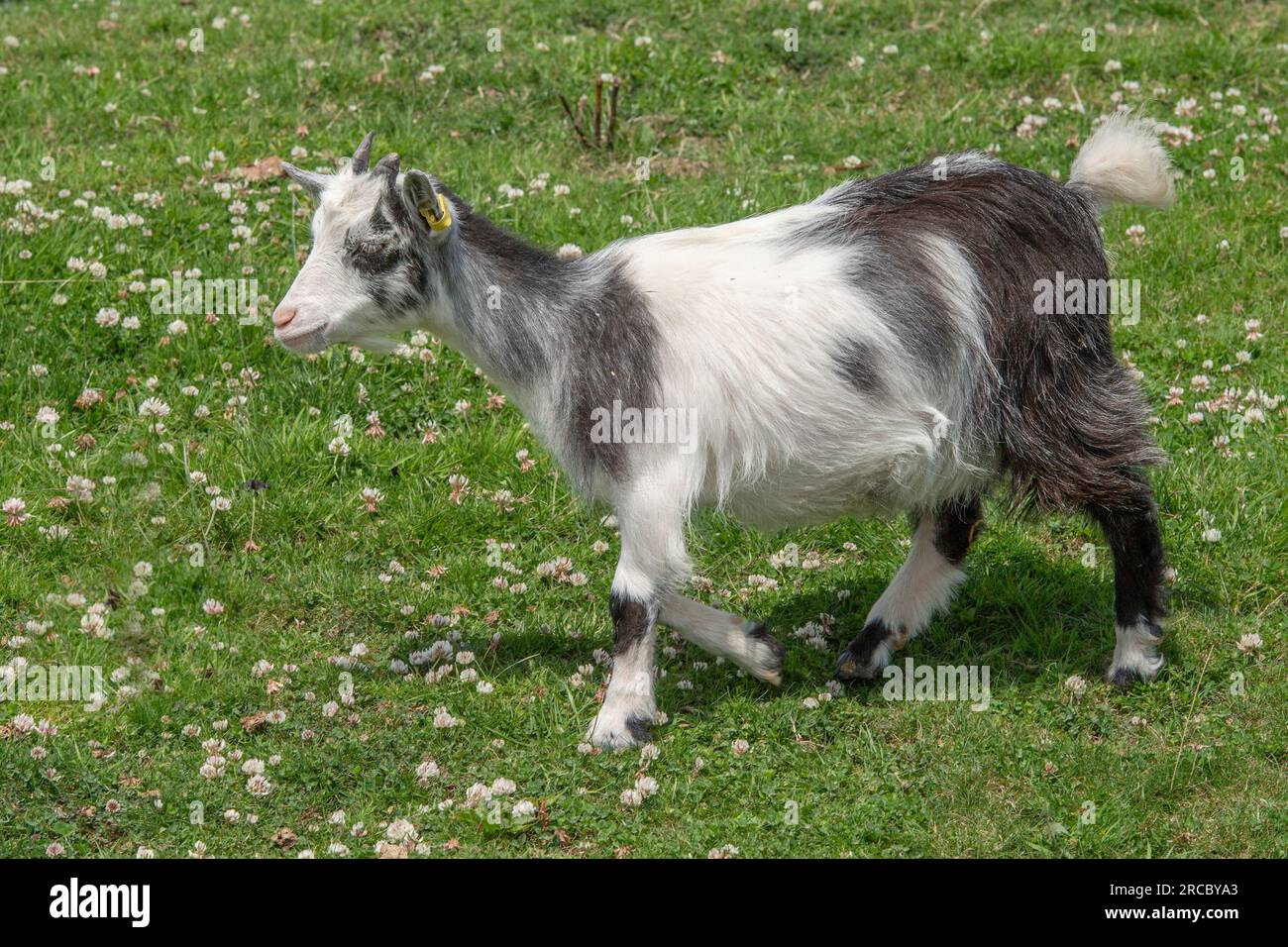 Free range pygmy goat hi-res stock photography and images - Alamy