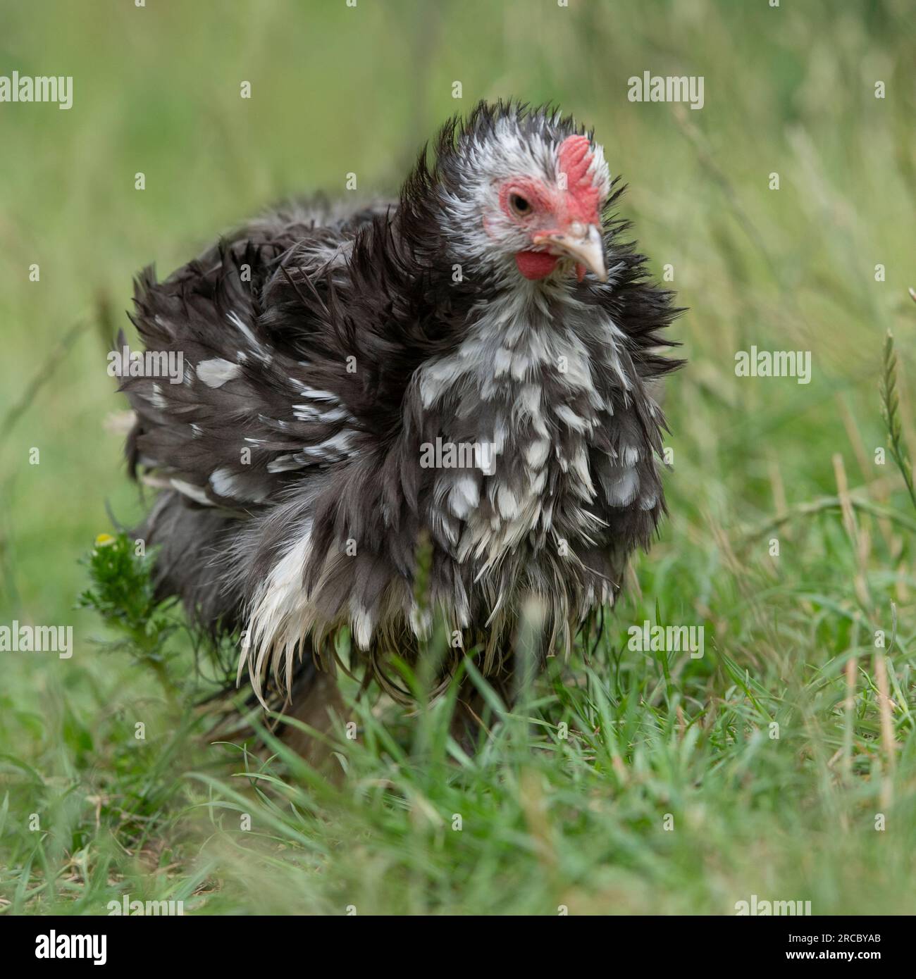 blue splash pekin frizzle, cockerel Stock Photo - Alamy