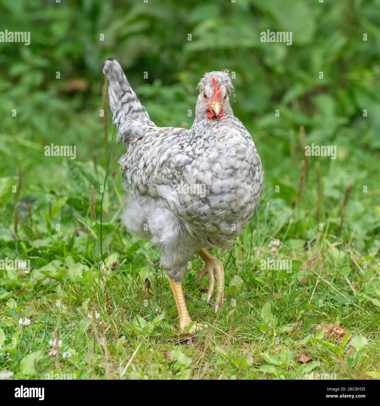 Cream legbar cockerel walking towards camera Stock Photo - Alamy