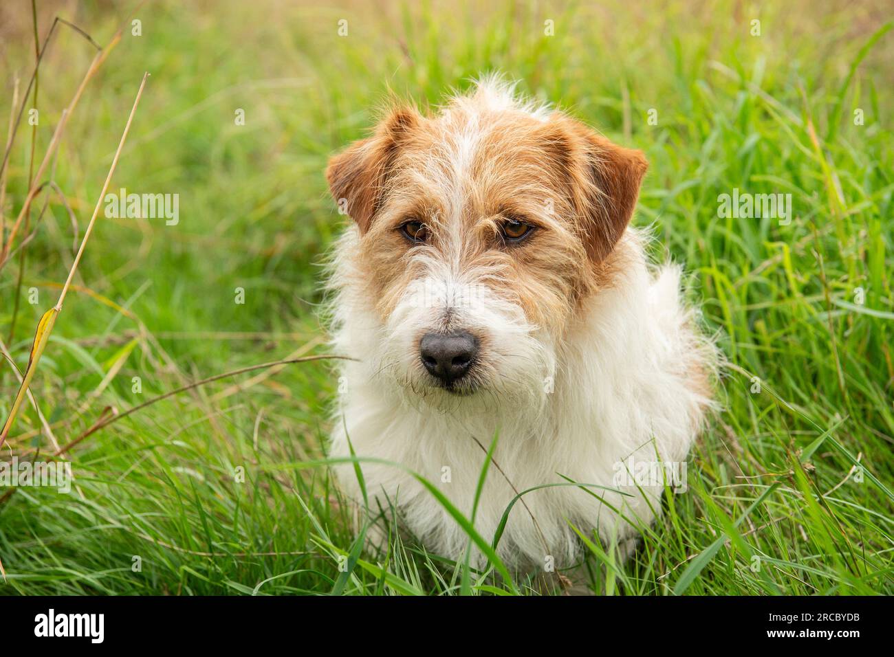 Jack russell terrier outdoors close hi-res stock photography and images ...