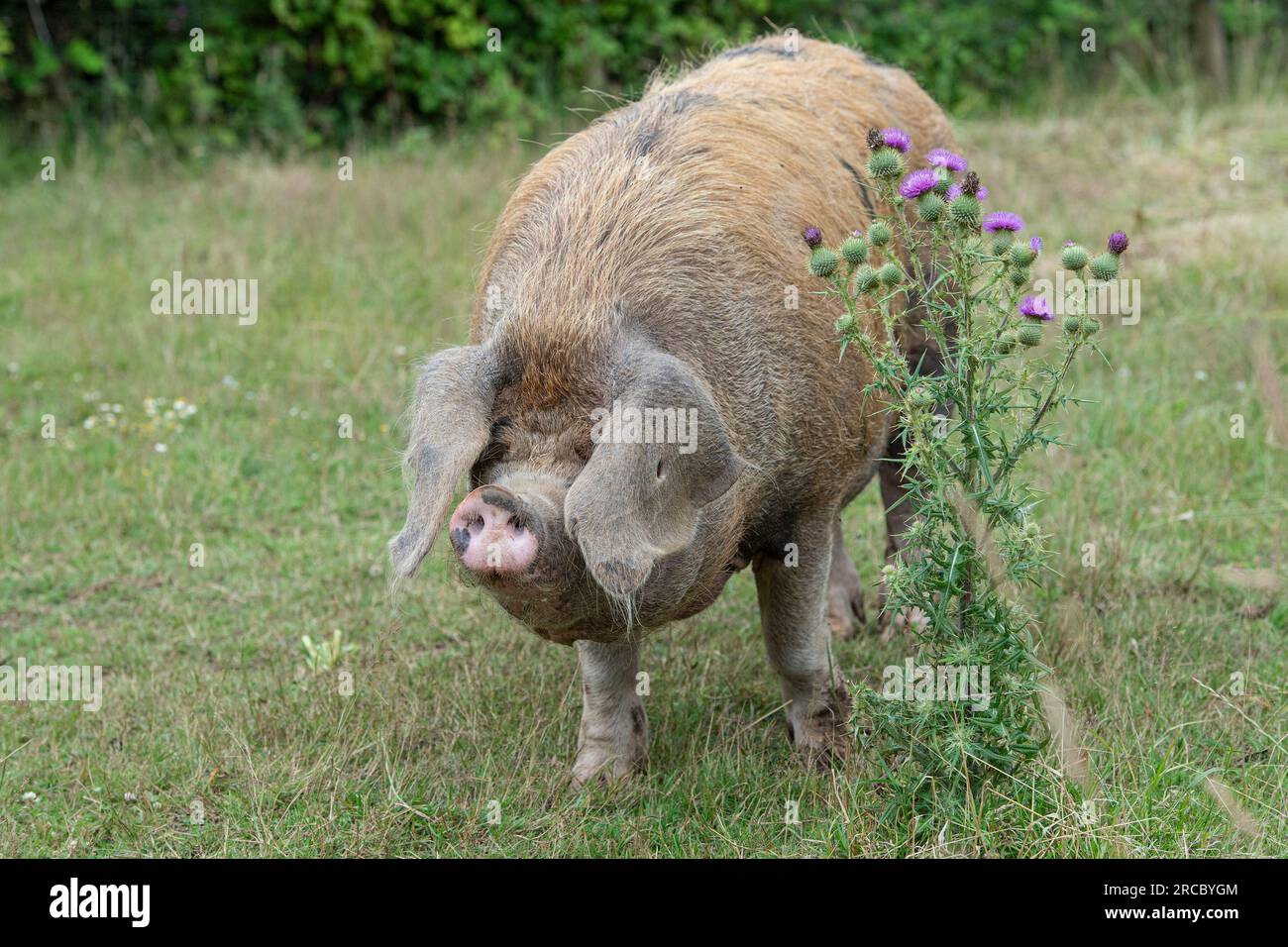 Black pig breed hi-res stock photography and images - Alamy