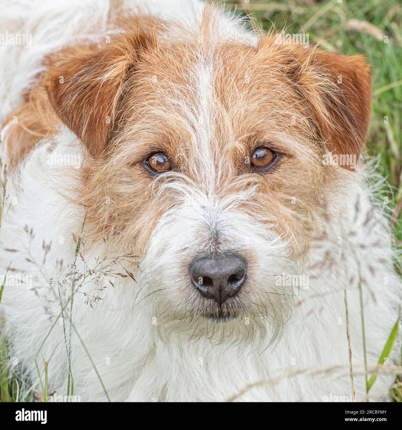 Dog jack russell rough terrier hi-res stock photography and images - Alamy