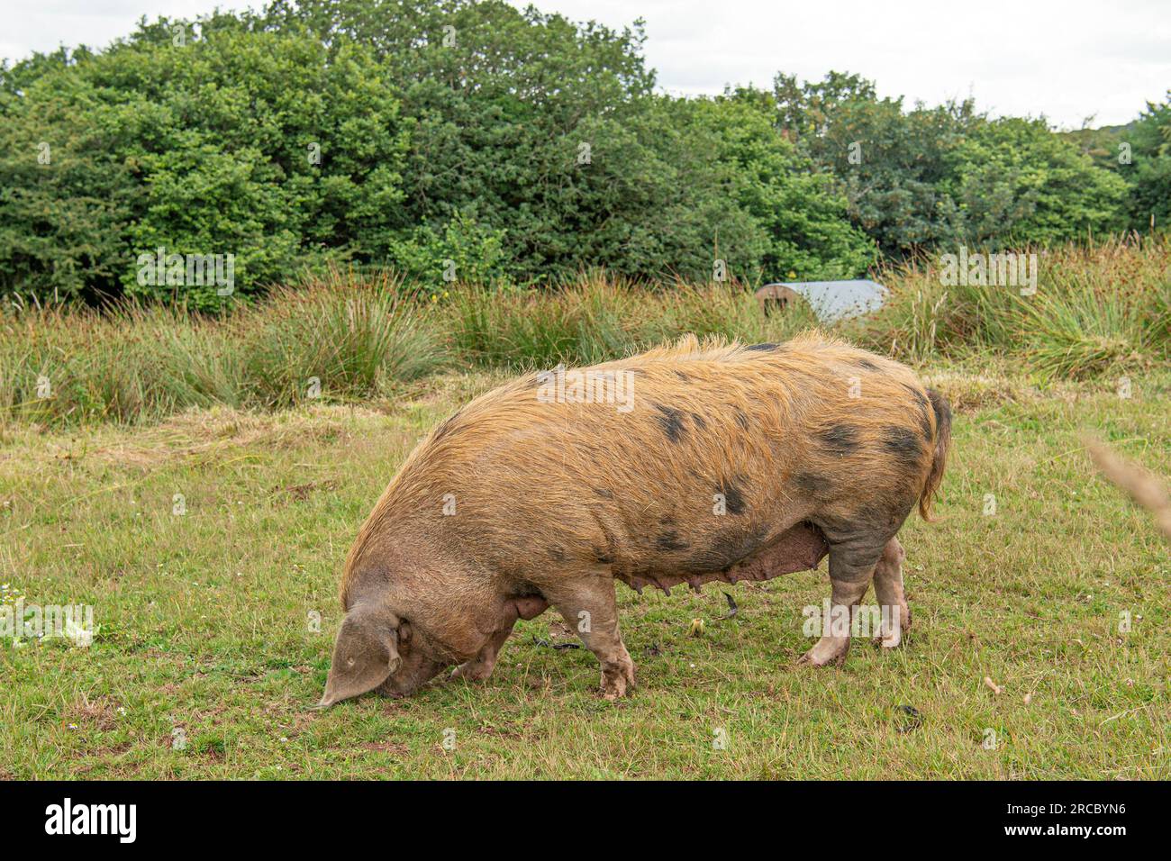 Oxford Sandy Black pig Stock Photo - Alamy
