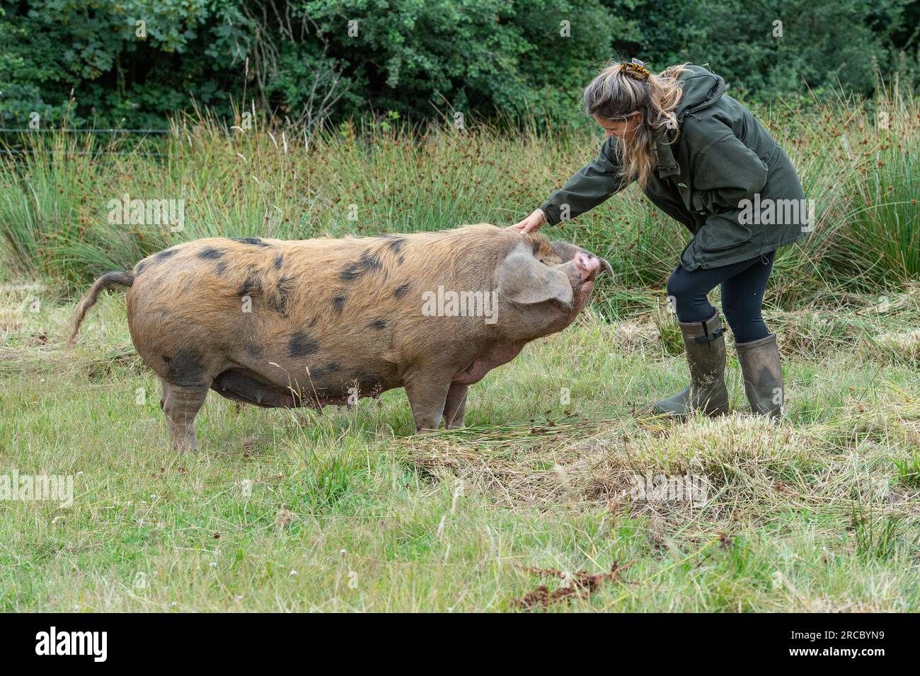 Farmer stroking pig hi-res stock photography and images - Alamy