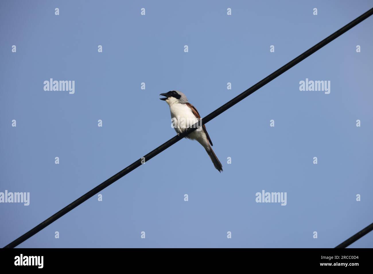 The tiger shrike or thick-billed shrike (Lanius tigrinus) is a small ...