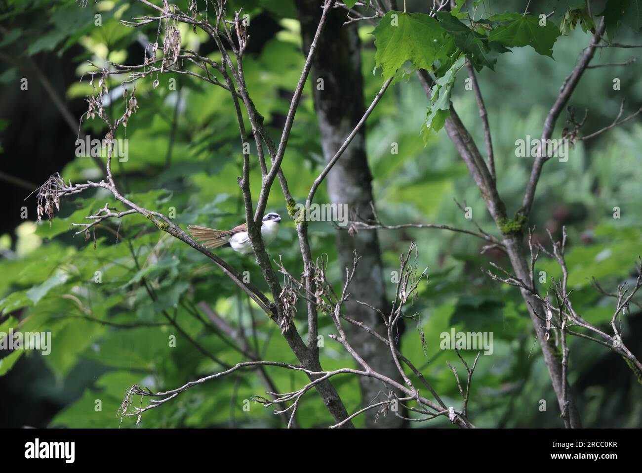 Laniidae hi-res stock photography and images - Alamy