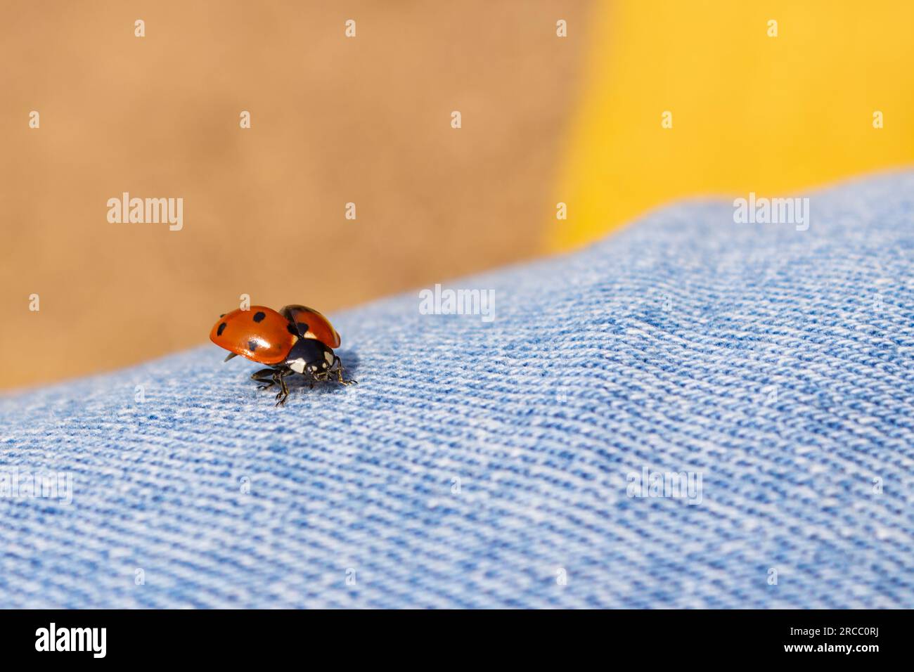The red ladybug opens its wings and prepares to fly Stock Photo - Alamy