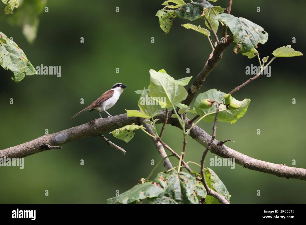 The tiger shrike or thick-billed shrike (Lanius tigrinus) is a small passerine bird which ...