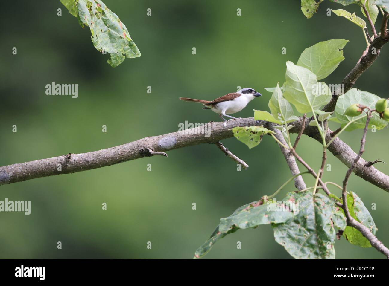 The tiger shrike or thick-billed shrike (Lanius tigrinus) is a small passerine bird which ...
