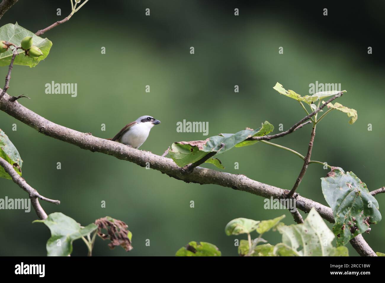 The tiger shrike or thick-billed shrike (Lanius tigrinus) is a small passerine bird which ...