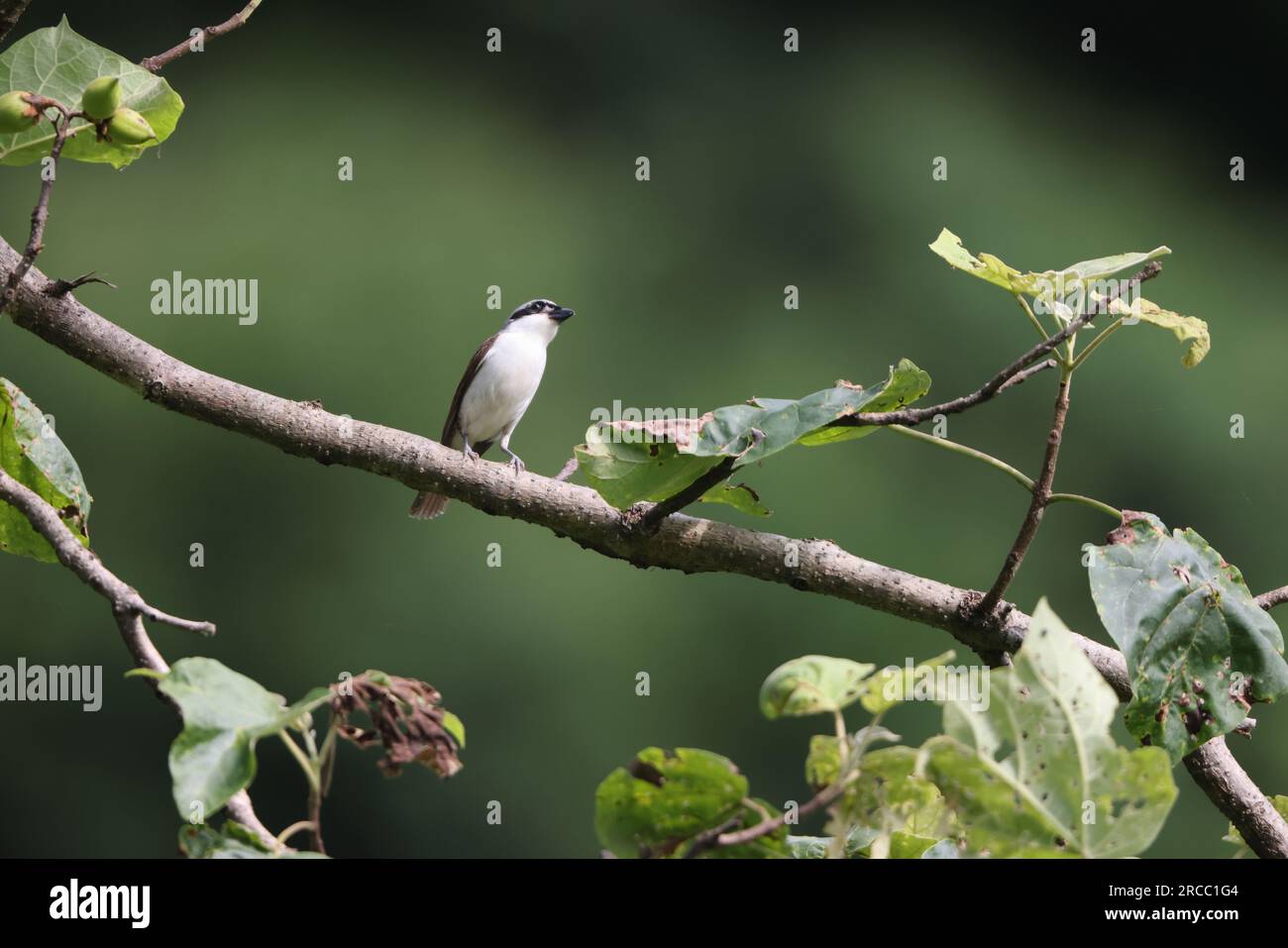 The tiger shrike or thick-billed shrike (Lanius tigrinus) is a small passerine bird which ...