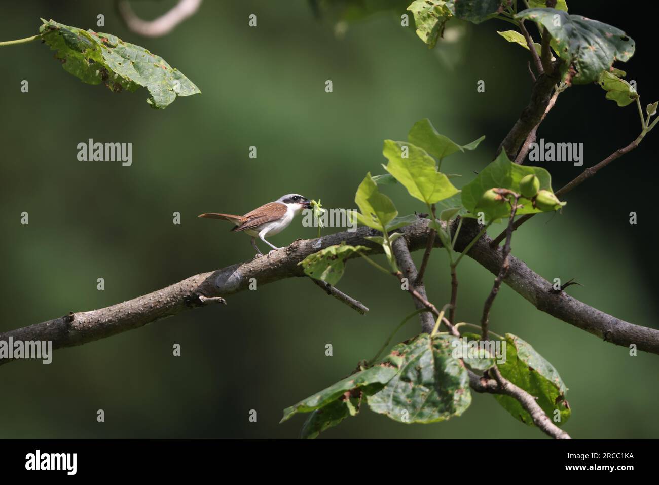 The tiger shrike or thick-billed shrike (Lanius tigrinus) is a small passerine bird which ...