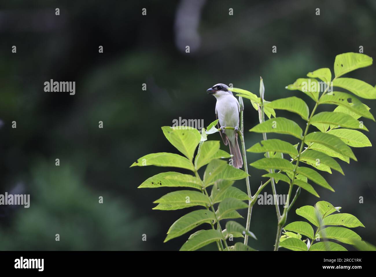 The tiger shrike or thick-billed shrike (Lanius tigrinus) is a small passerine bird which ...
