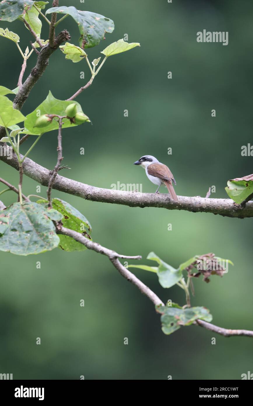 The tiger shrike or thick-billed shrike (Lanius tigrinus) is a small passerine bird which ...