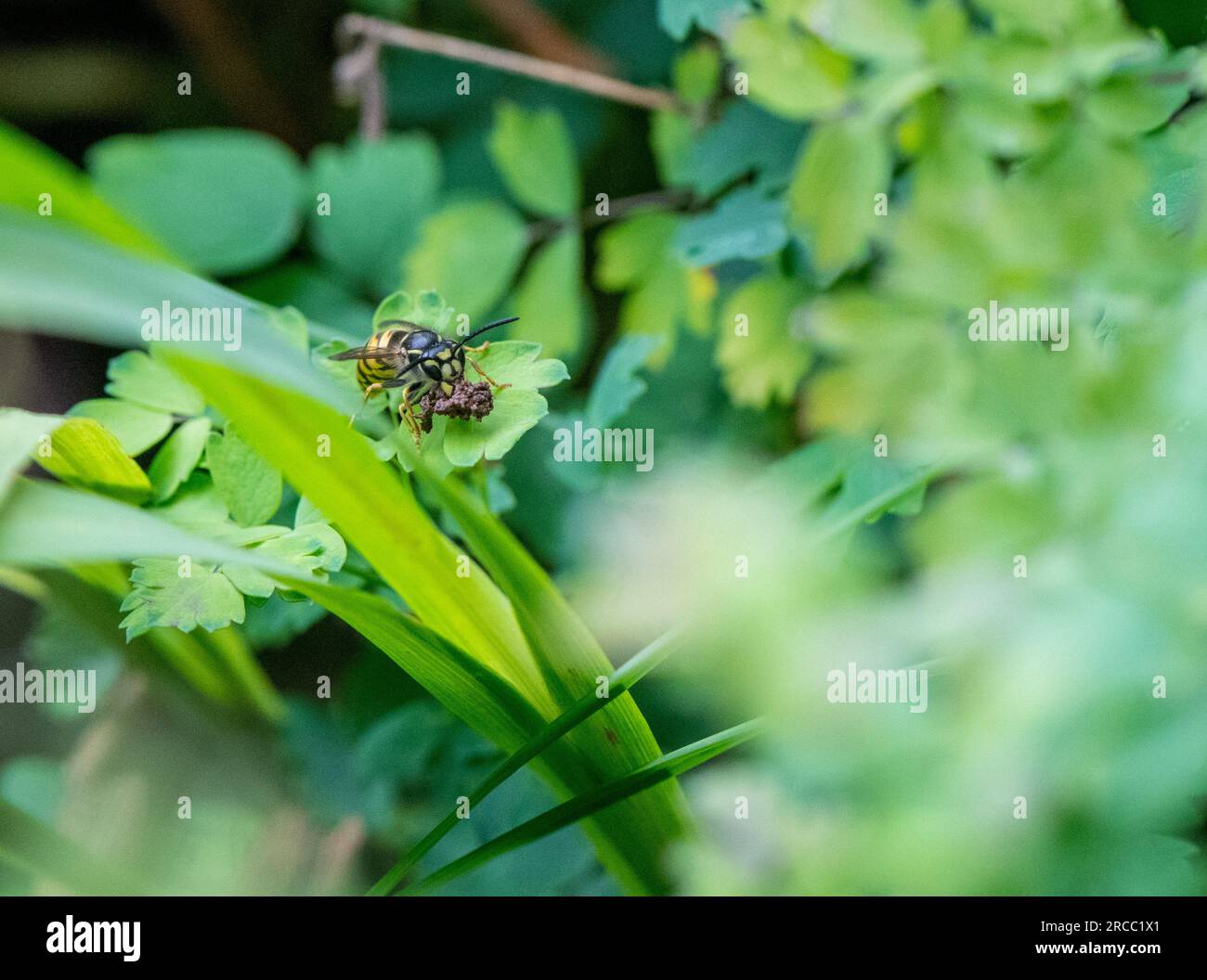 Common worker Wasp with sand or soil in its mandible from the nest site ...