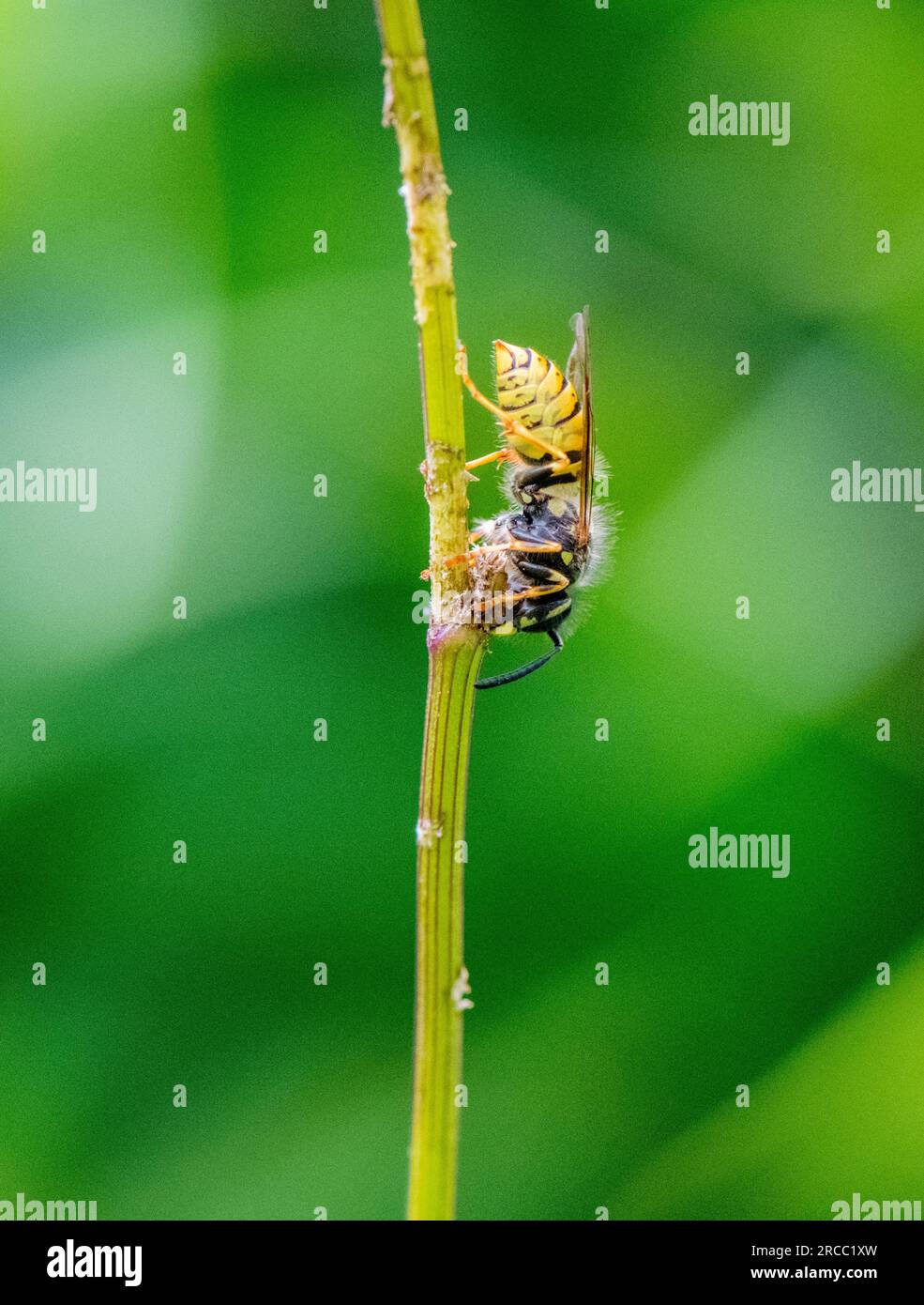Common worker Wasp chewing off the outer layer of a plant stem to ...