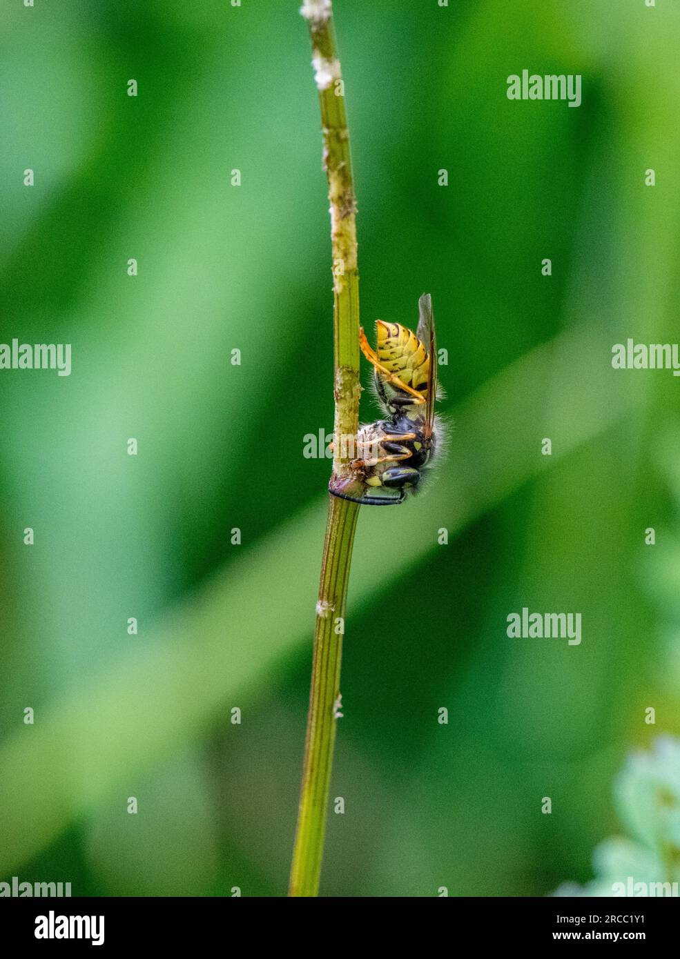 Common worker Wasp chewing off the outer layer of a plant stem to ...