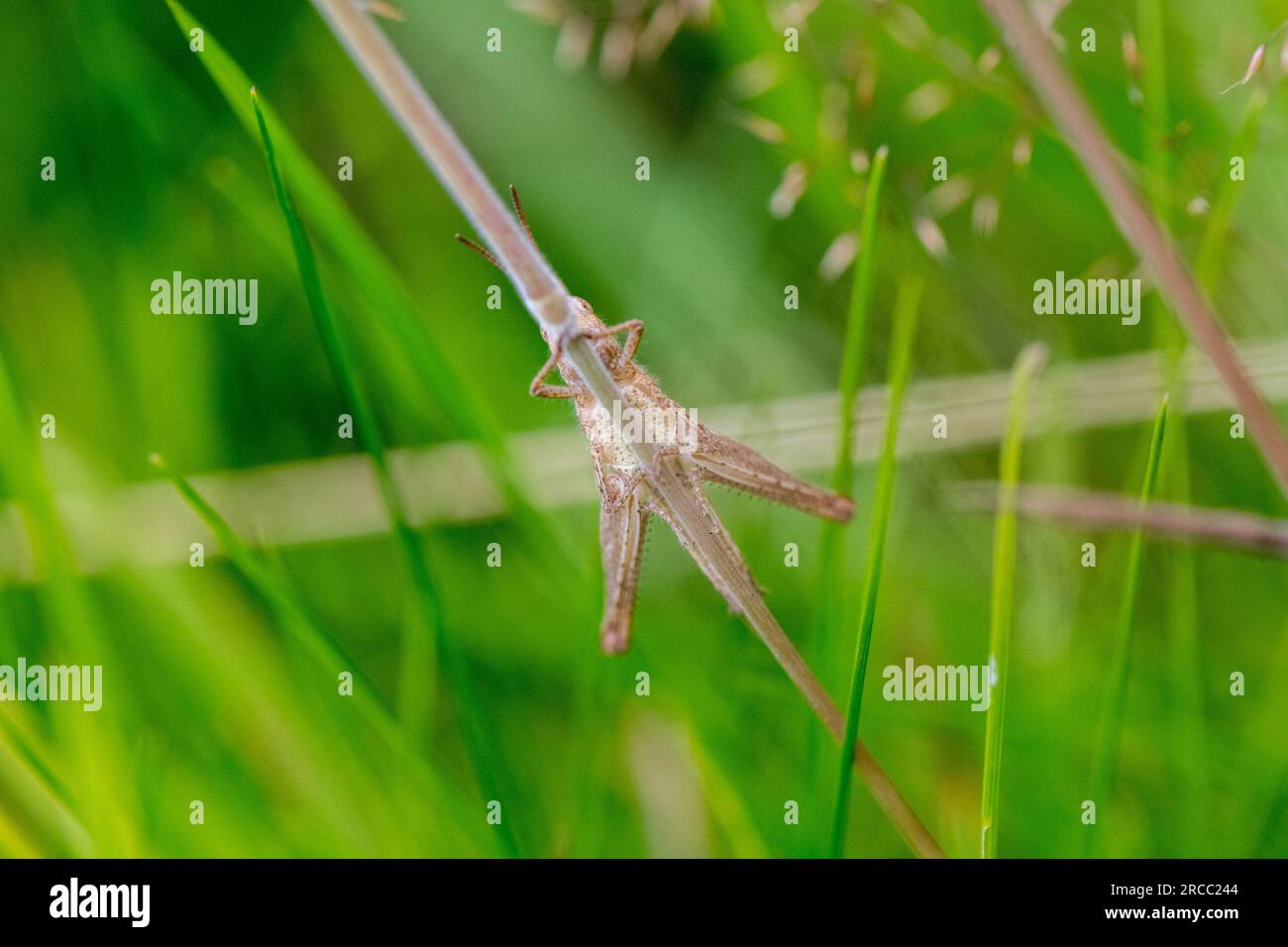 Adult Common Field Grasshopper Stock Photo - Alamy