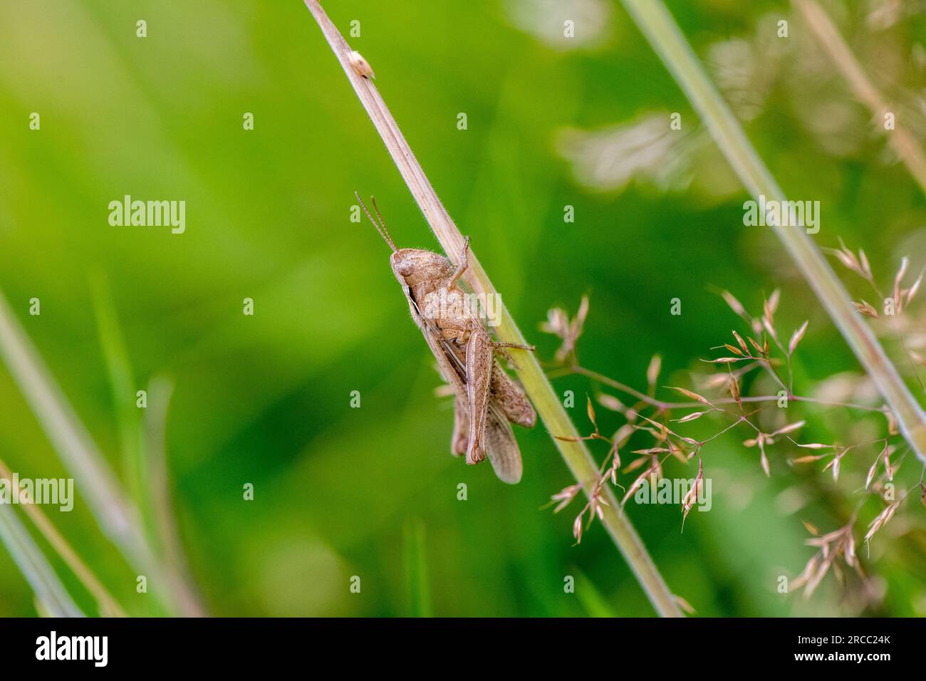 Adult Common Field Grasshopper Stock Photo - Alamy