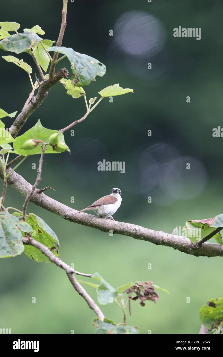 The tiger shrike or thick-billed shrike (Lanius tigrinus) is a small ...