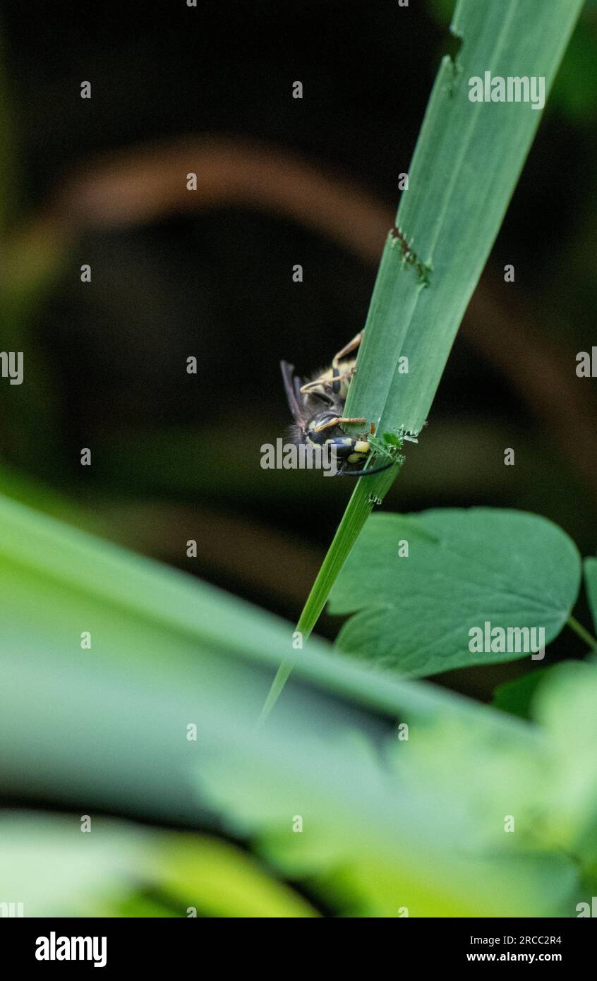 Common worker Wasp biting through a plant leaf, providing food or ...