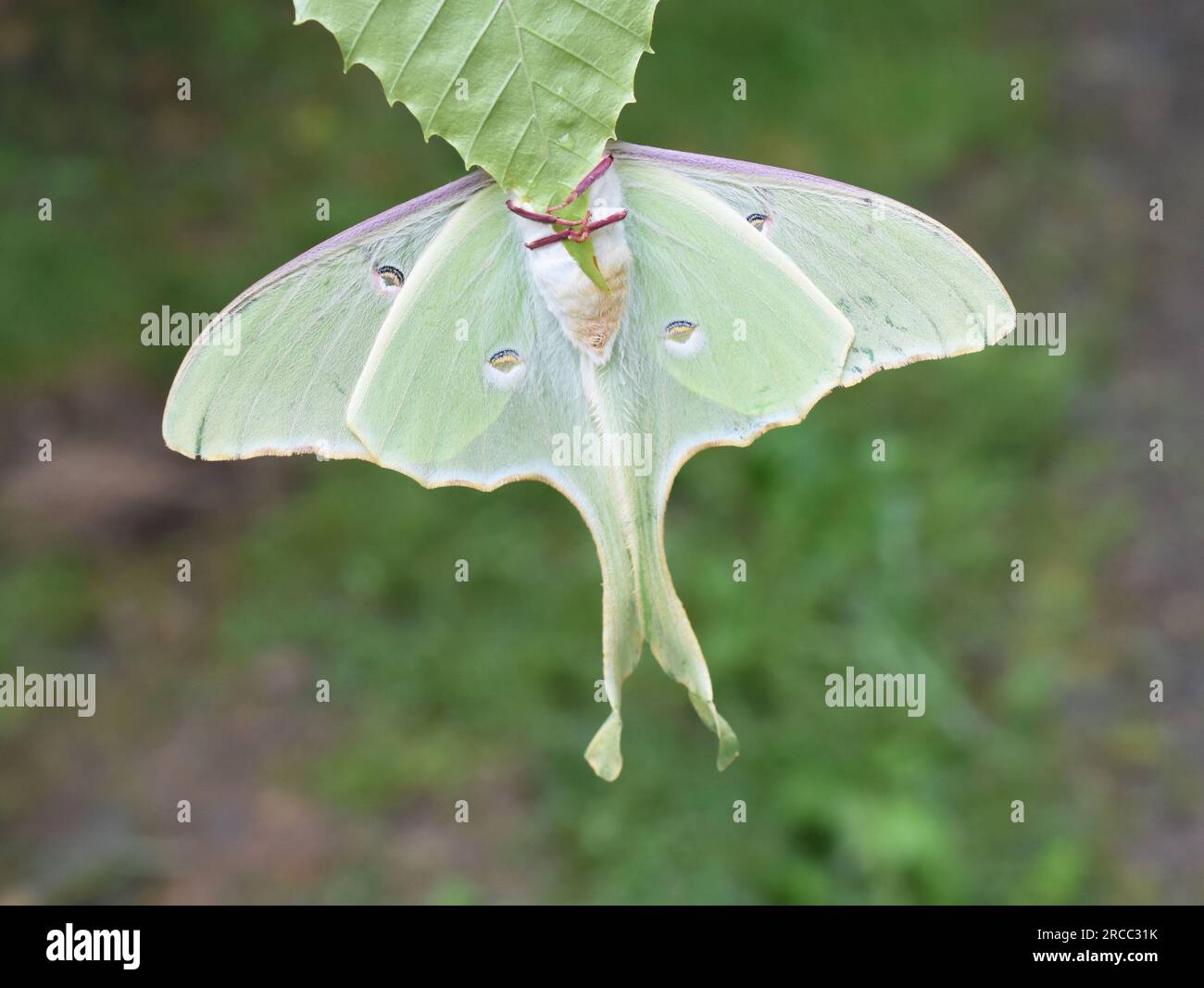 Underside of American moon moth Actias luna hanging from a leaf outdoor ...