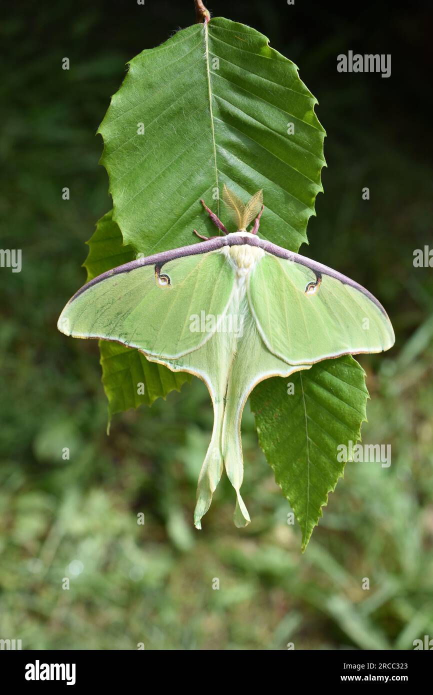 American moon moth hi-res stock photography and images - Alamy