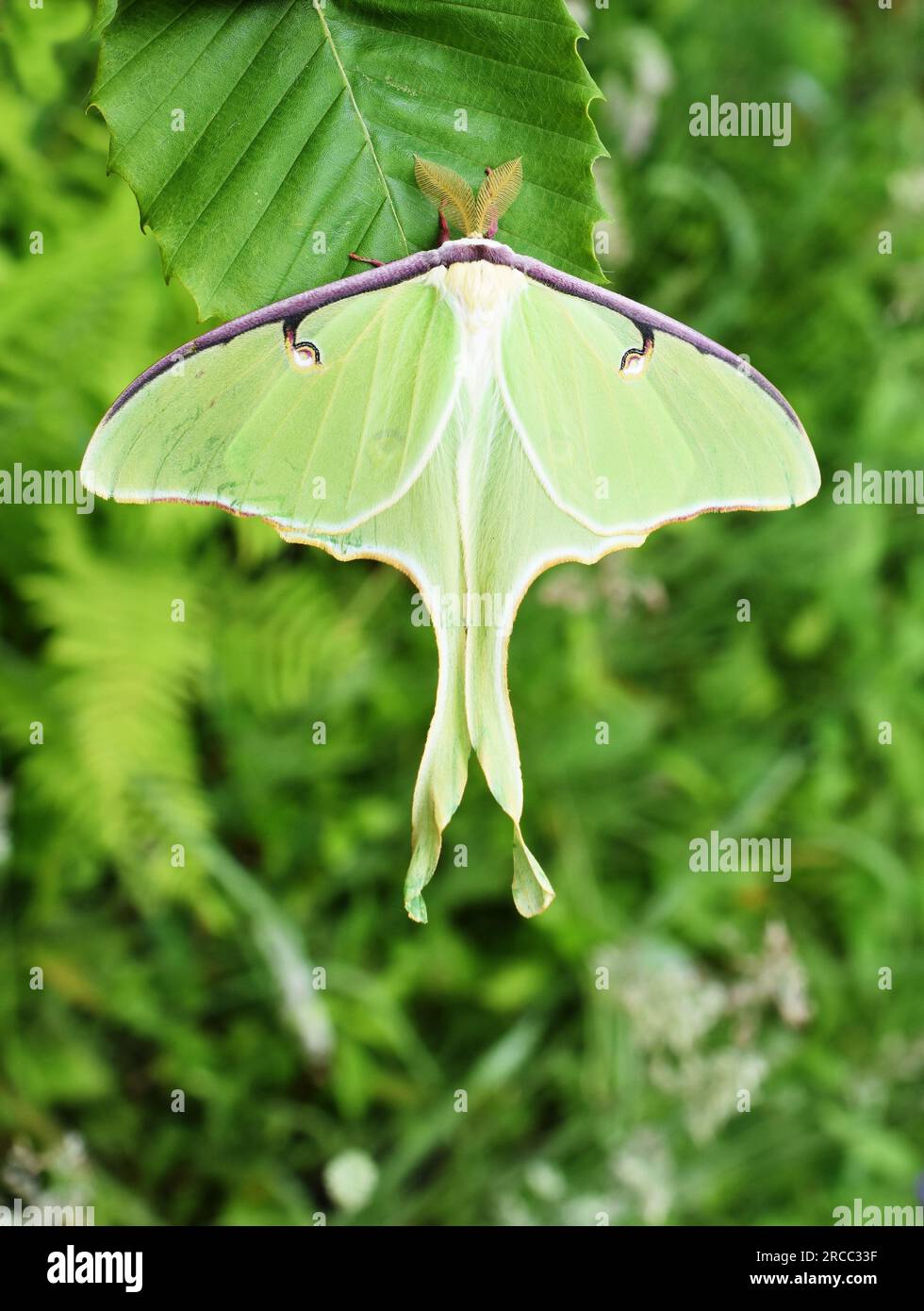 American Moon Moth