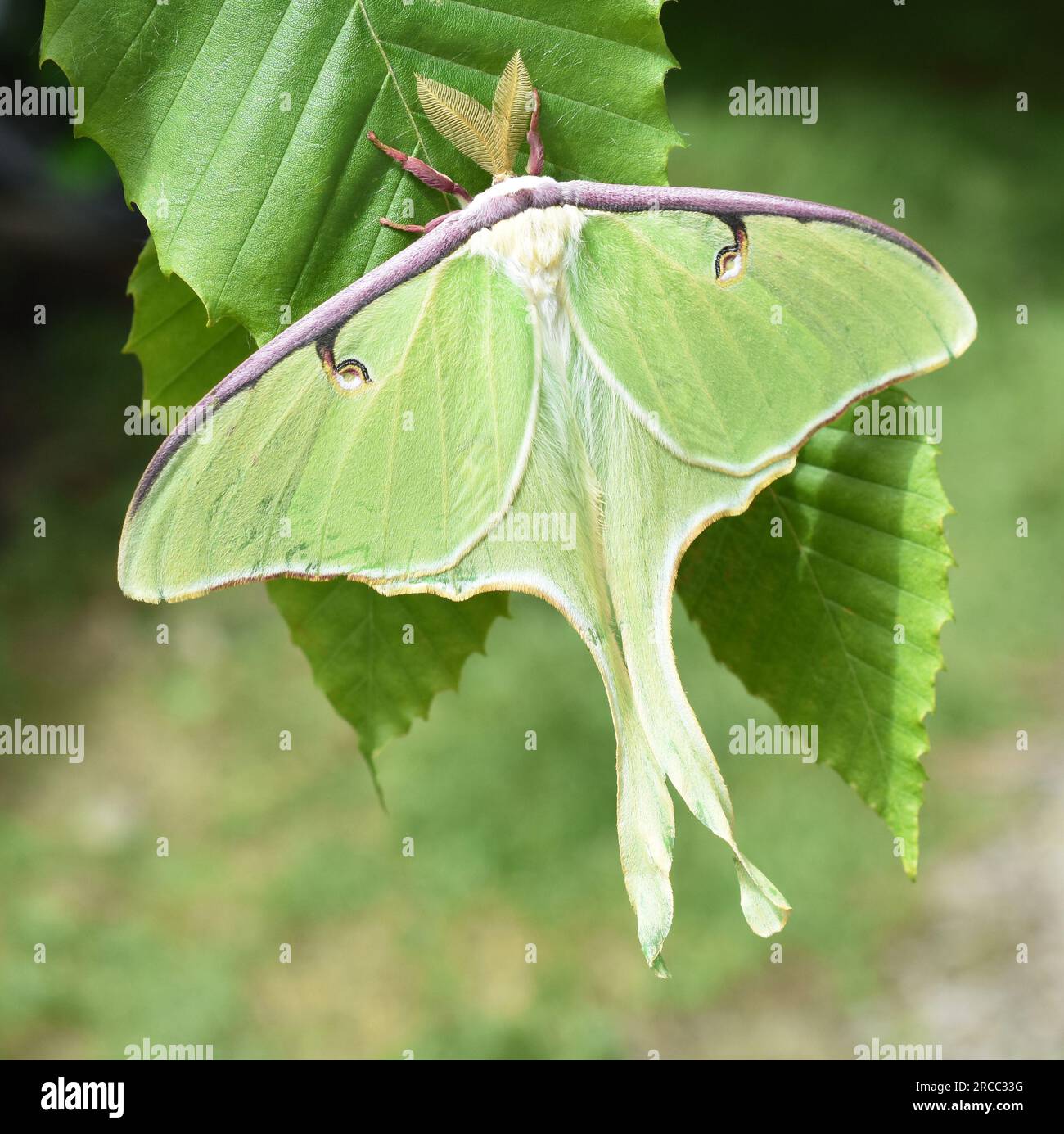 Saturniidae hi-res stock photography and images - Alamy