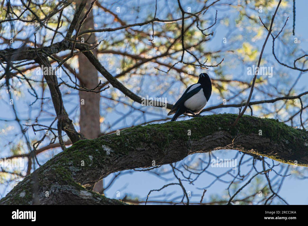 P p pica hi-res stock photography and images - Alamy