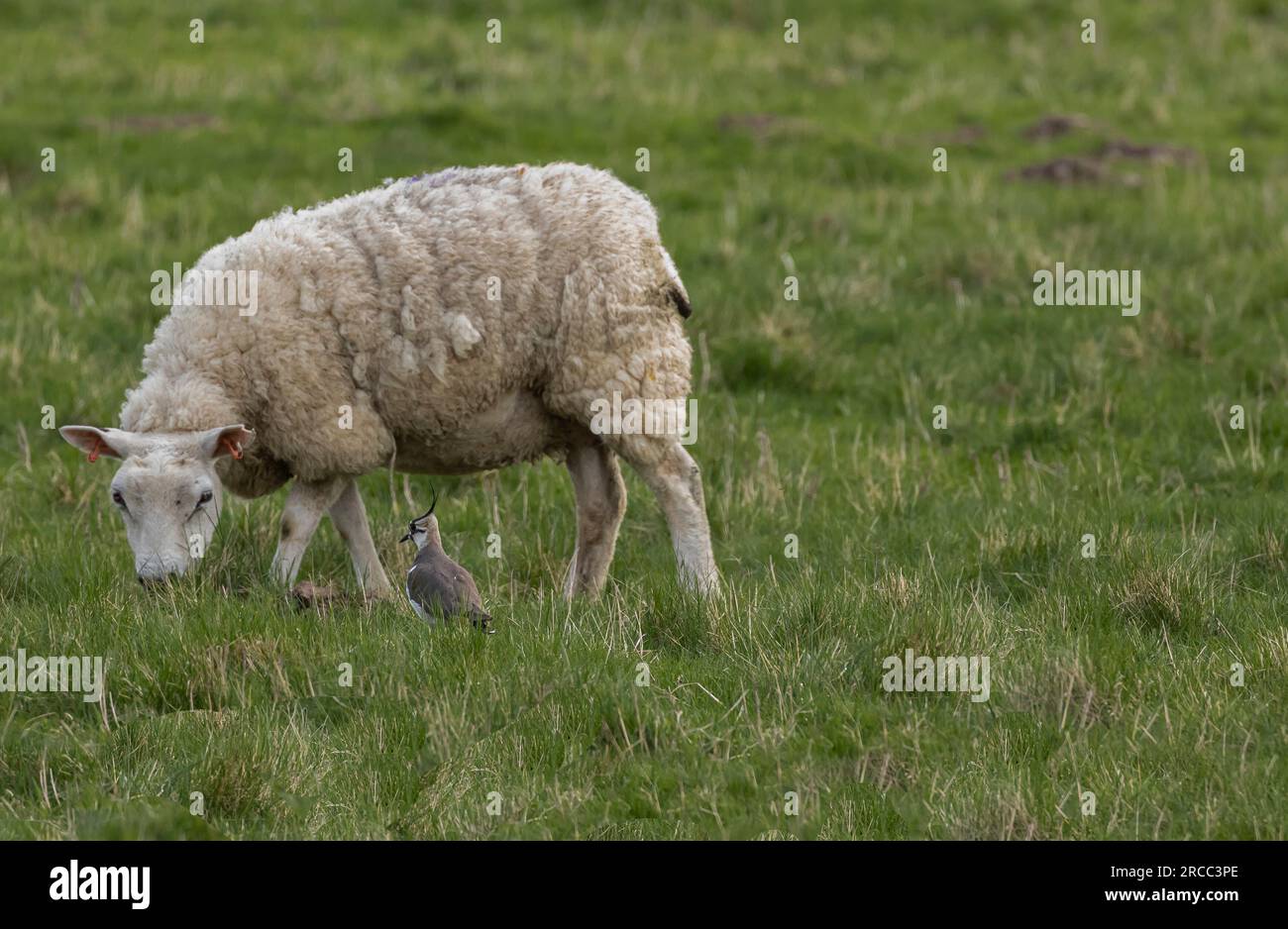 Standing sheep bird hi-res stock photography and images - Alamy