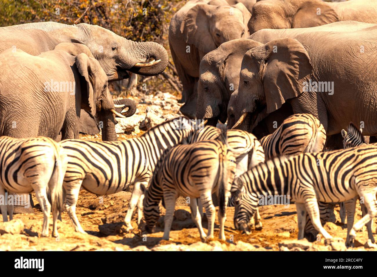 Elephant and zebra sharing Kalkheuwel waterhole, Etosha National Park ...
