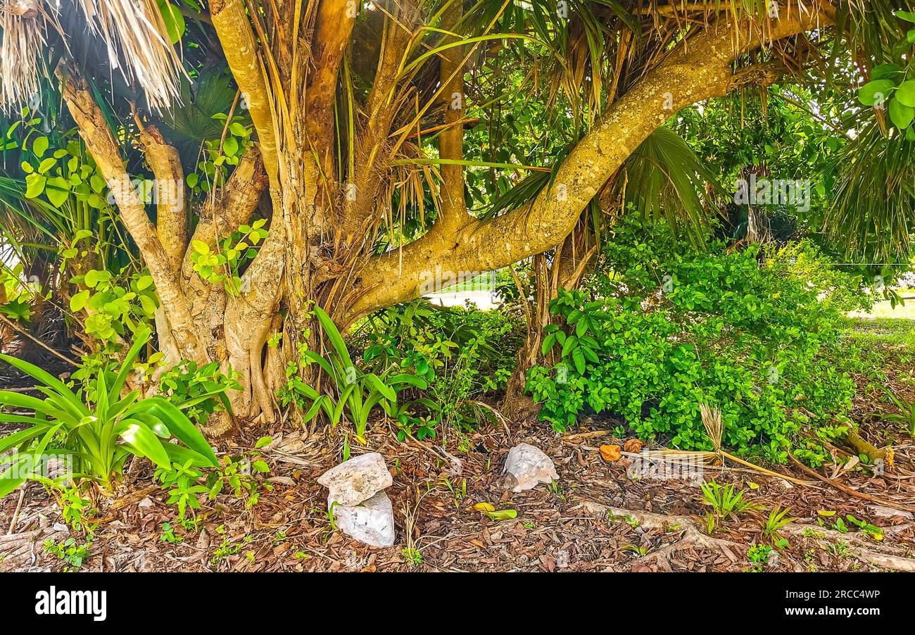 Tropical natural jungle forest palm trees and walking path trail at the ...