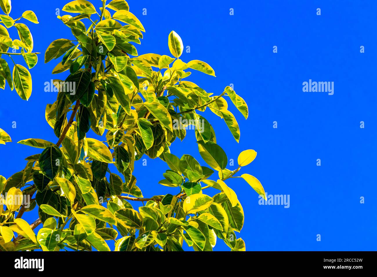 Huge beautiful Ficus maxima Fig tree leaves with blue sky in Playa del ...
