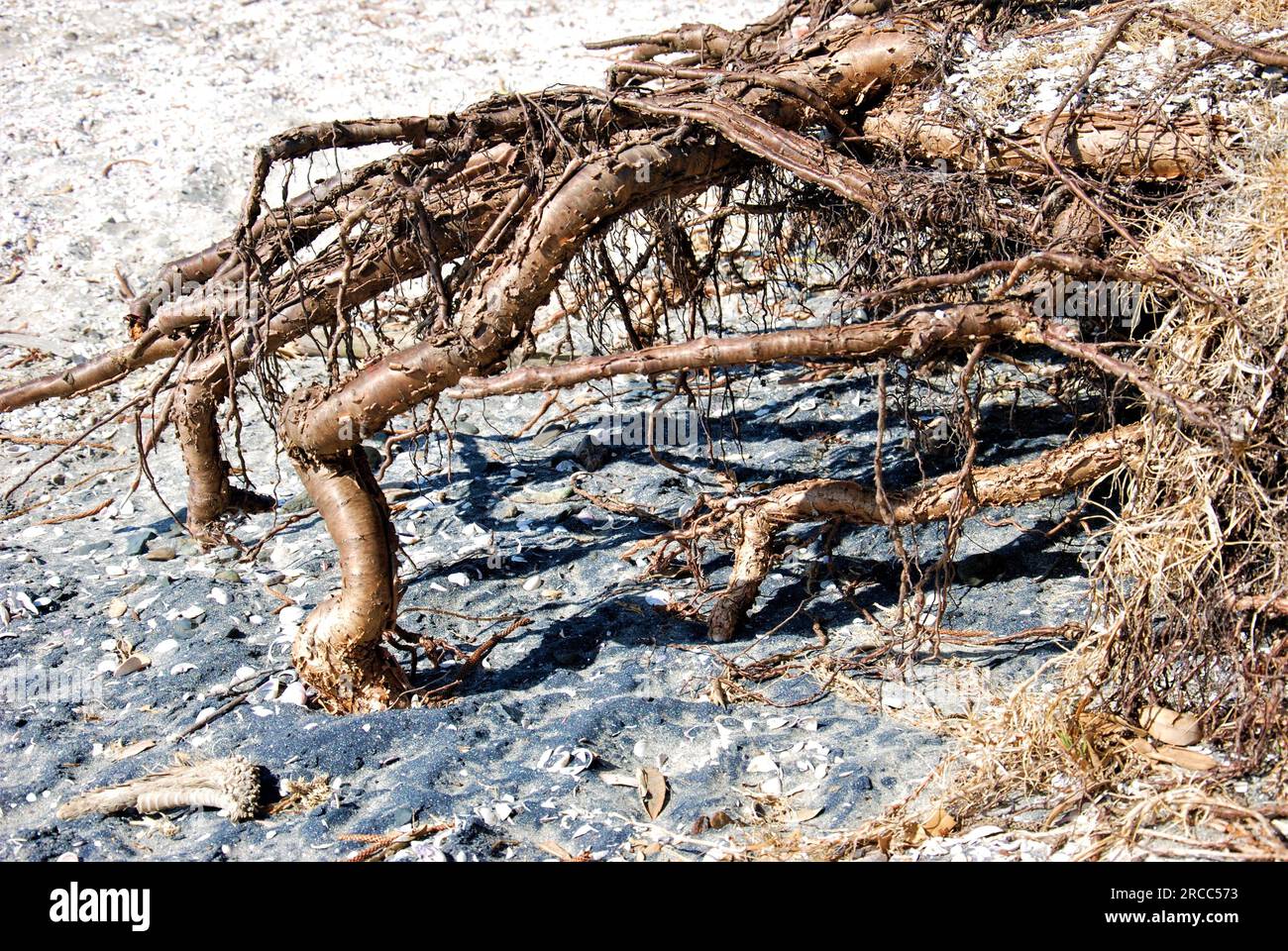Gnarled exposed tree roots in hi-res stock photography and images - Alamy