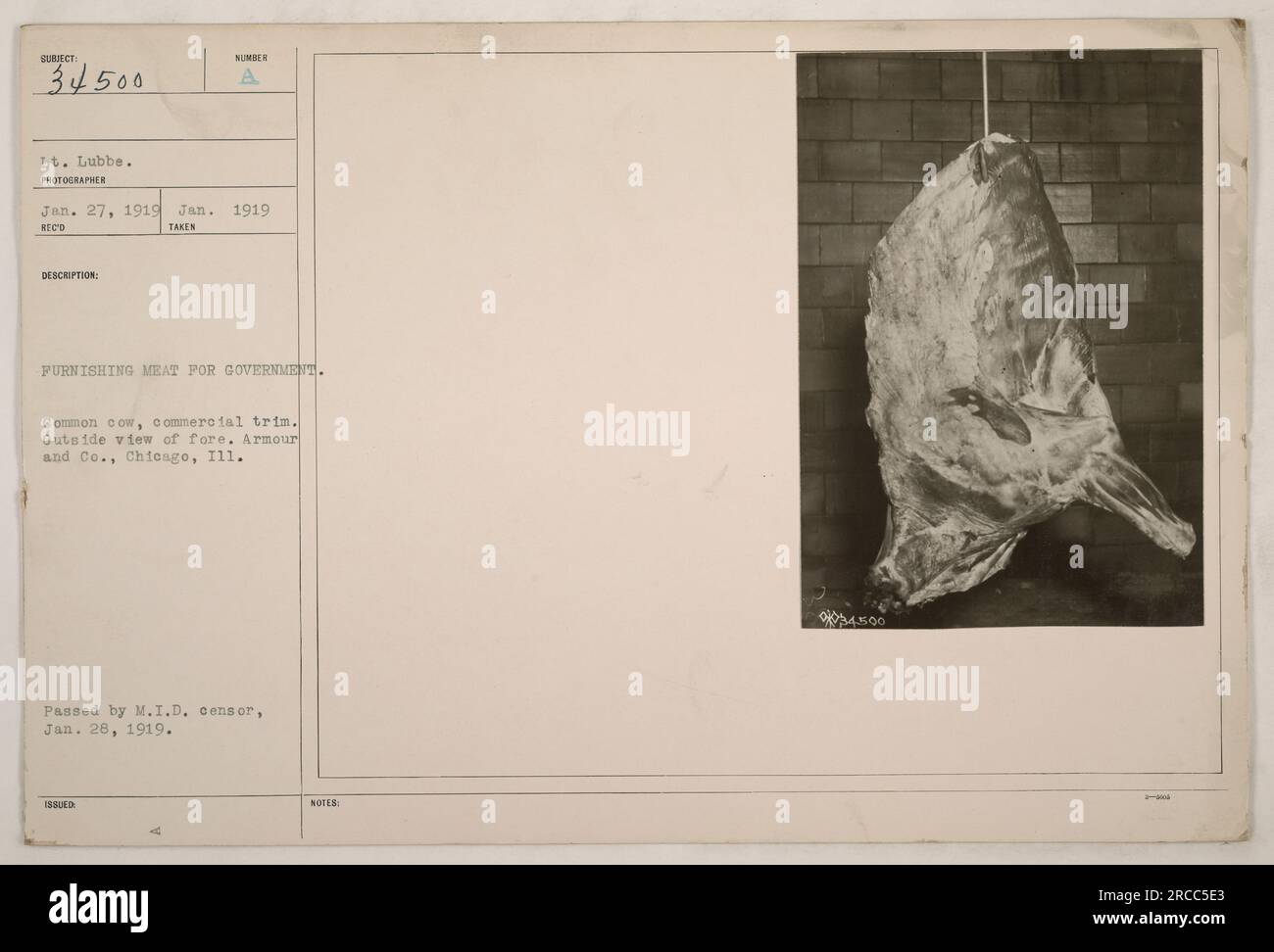 Lt. Lubbe inspecting a common cow used for providing meat to the ...