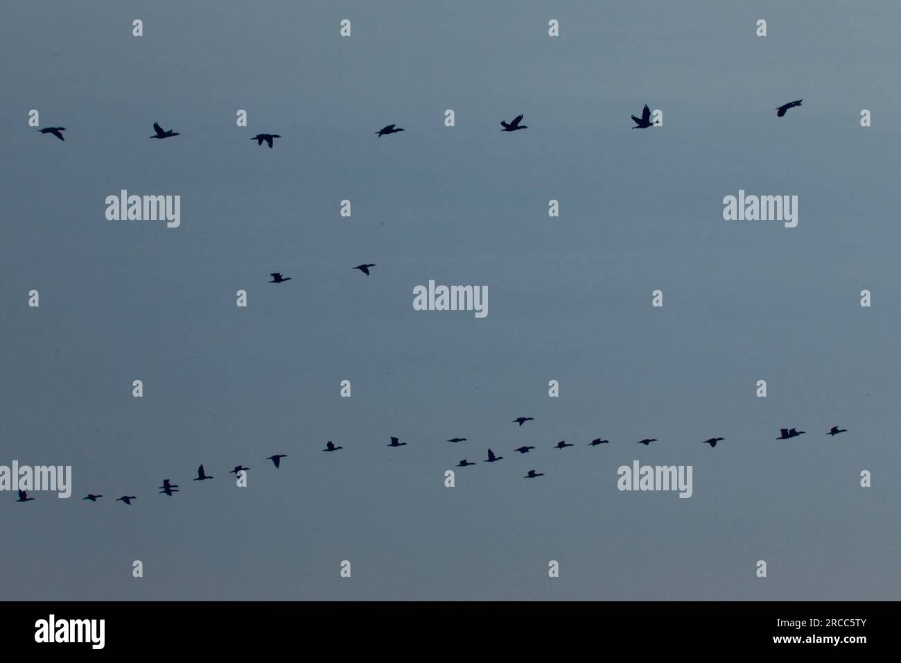 Flock of birds overhead Stock Photo - Alamy