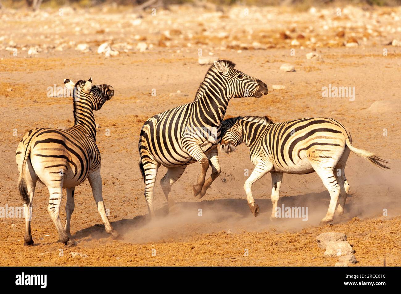 Zebra altercation at Chudob waterhole, Etosha National Park, Namibia ...