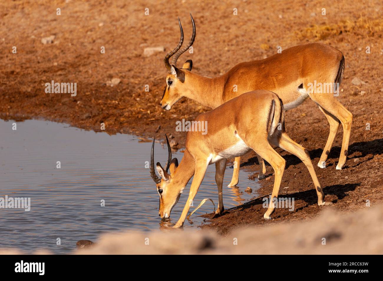 Impalas drinking at Chudob waterhole, Etosha National Park, Namibia ...
