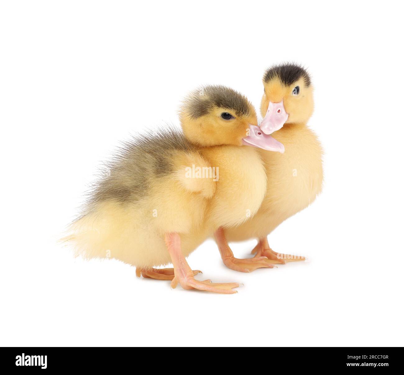 Baby animals. Cute fluffy ducklings on white background Stock Photo - Alamy